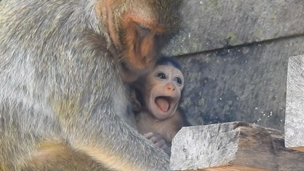 P3- Very Poor and Pity Polly Crying Long Time and So Tire Now| Sasha ...