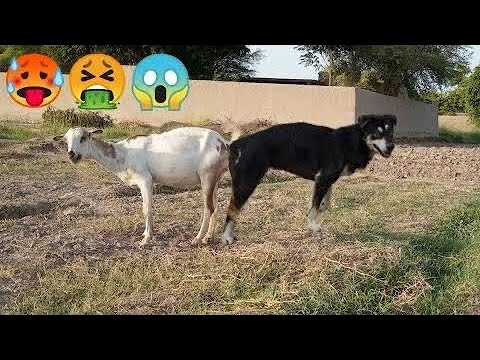 Farm Animal Cute Pets Goat , Cow , Sheep Sound , Chicken , cat , dog Animal Sound
