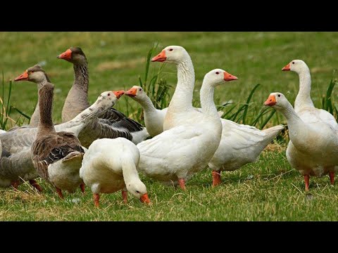 Qazlar niyə yeni qazı qəbul etmir və hansı qazlar kurt yatır ❓