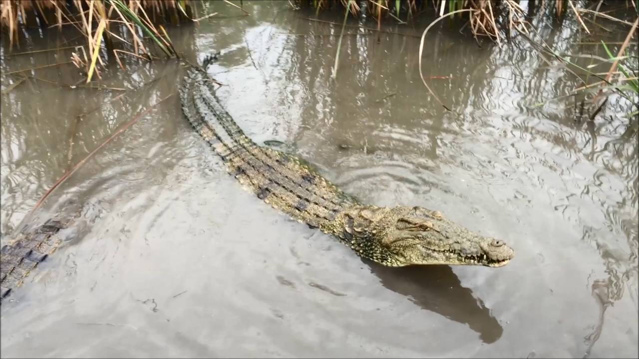 Crocodile Encounters 2016 - Croc Capital of Texas - YouTube