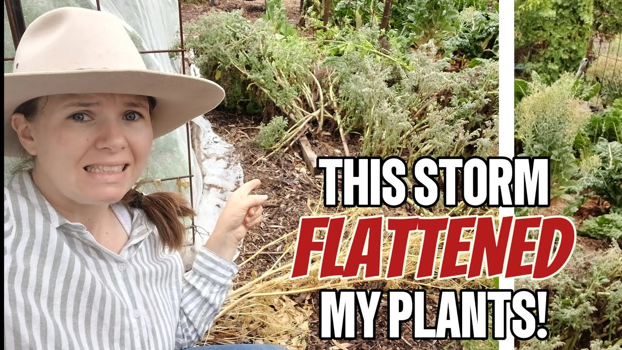 November garden update | A storm flattened my plants! | Australian ...