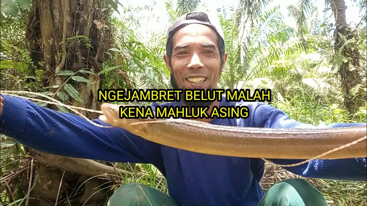 NGEJAMBRET BELUT MALAH YANG KENA MAHLUK ASING - YouTube