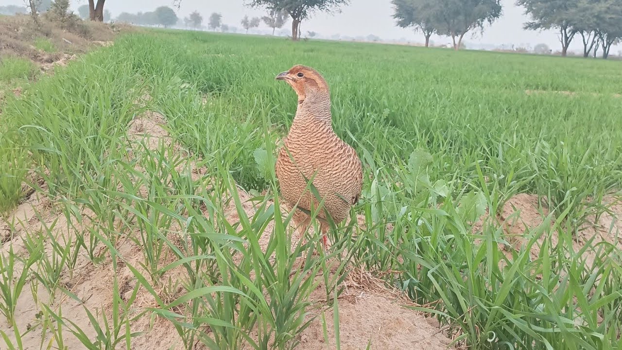 new Francolin Bird and baby playing in first days forest - YouTube