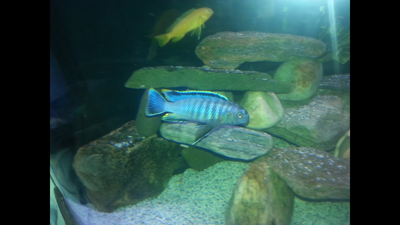 Ps.Tropheops Romandi wild breeding group - YouTube