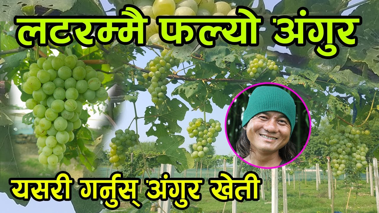 लटरम्मै अंगुर फलेपछि किसान भए खुसी ! नेपालमा कसरी गर्ने अंगुरको खेती ...