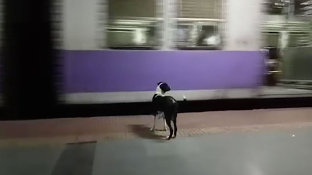 Mystery surrounds dog that waits night after night for same train in ...
