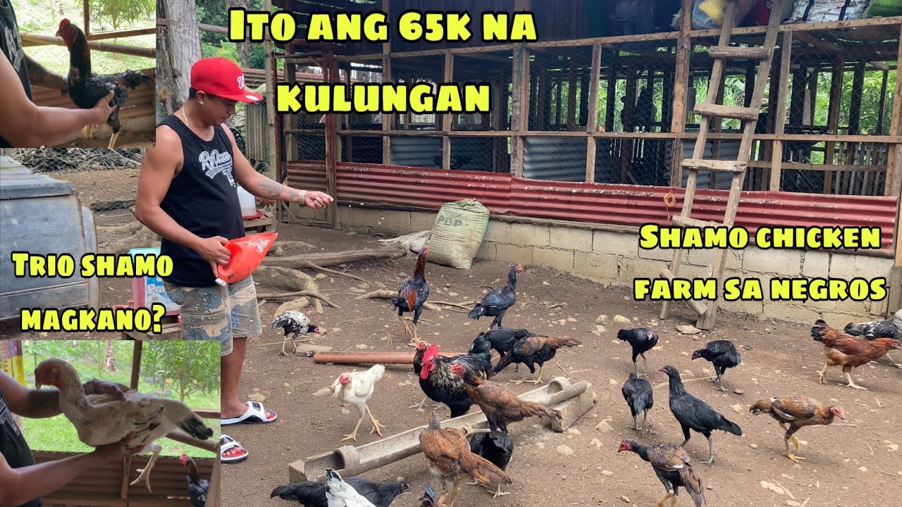 ITO ANG 65K NA KULUNGAN | TRIO SHAMO MAGKANO? HERITAGE AT SHAMO CHICKEN ...