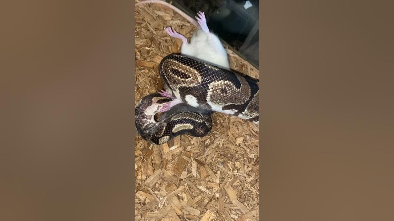 Big Classic python eats big rat - YouTube