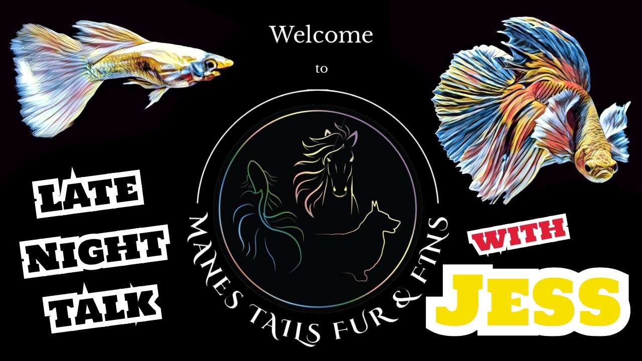"Late Night Talk #2" (Breeding Guppies & Bettas with Jessica Normand ...