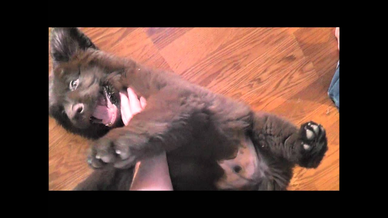 Ozzy's Alpha Roll - YouTube