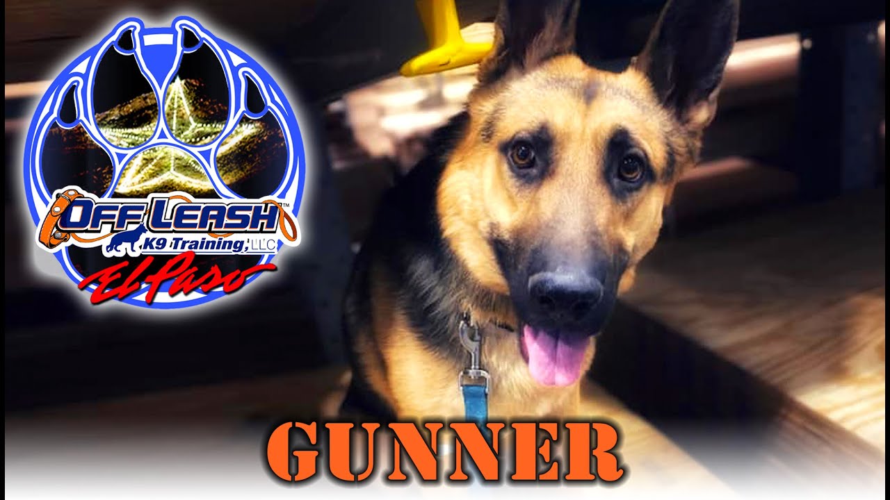 1.5yo German Shepherd, Gunner - Best Dog Trainer - El Paso, TX - YouTube