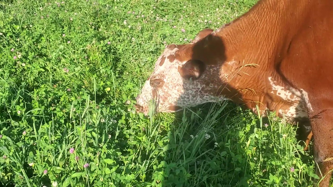 Greg discusses how to prevent bloat on clover pasture. - YouTube