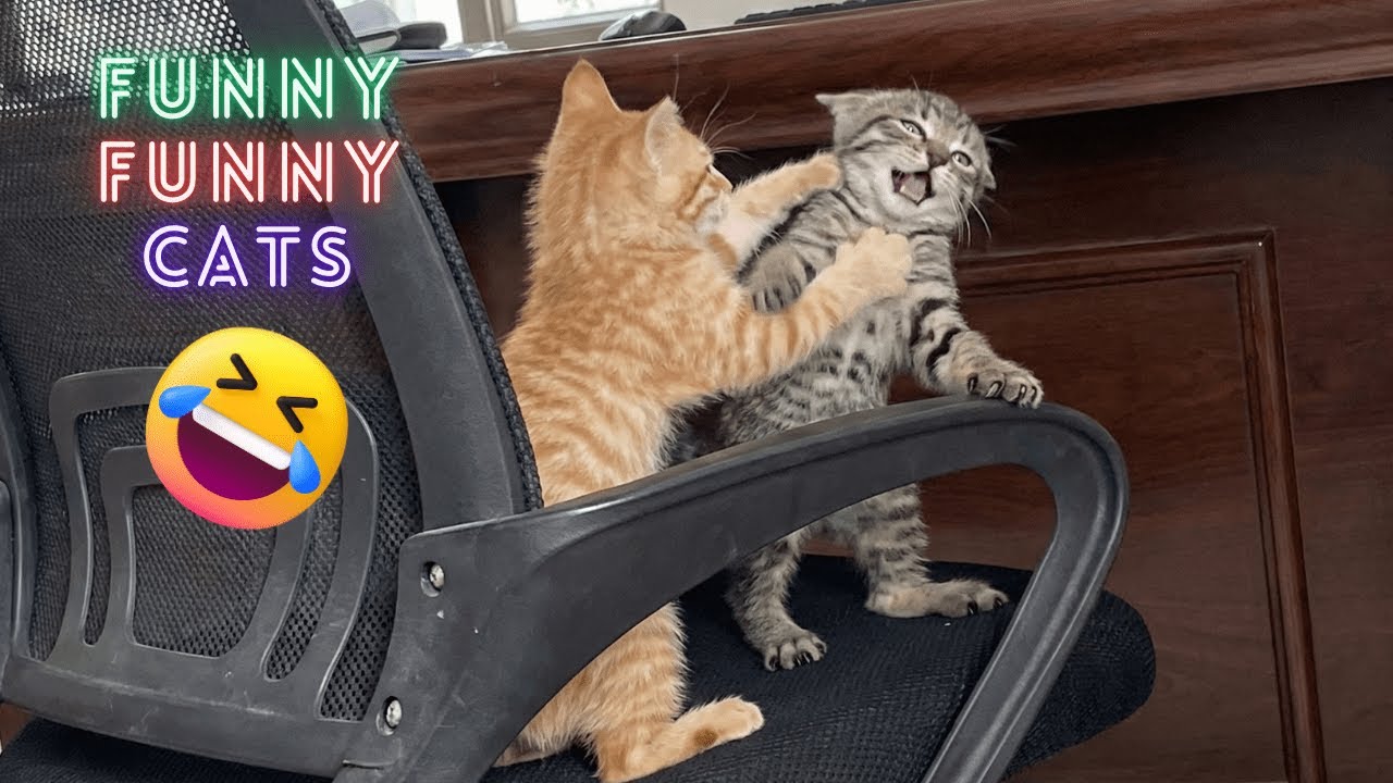 Funny Cats Doing Weird Things 😹 Ultimate Cat Fails 2025 🐱 Try Not to ...