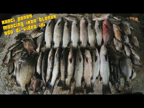 PANEN🔥Mau Tau Rahasia Mancing Saya Bisa Strike Bertubi Tubi ?