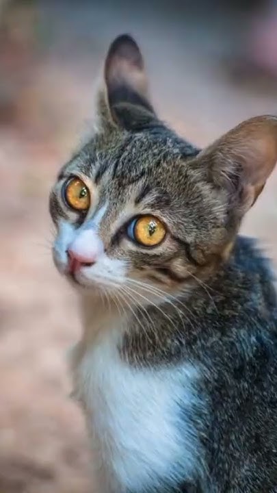 #cat random cats - YouTube