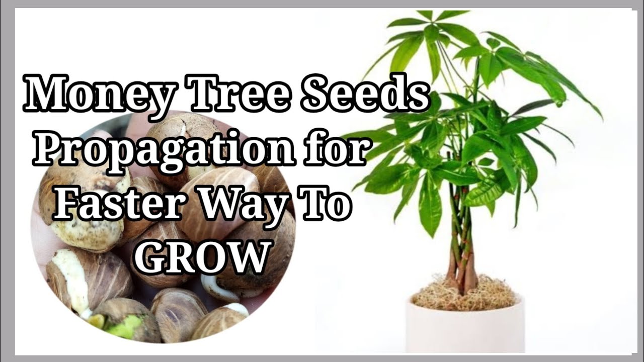 #SwertingHatid MONEY TREE SEEDS GROWING || MONEY SEEDS PROPAGATION|| # ...