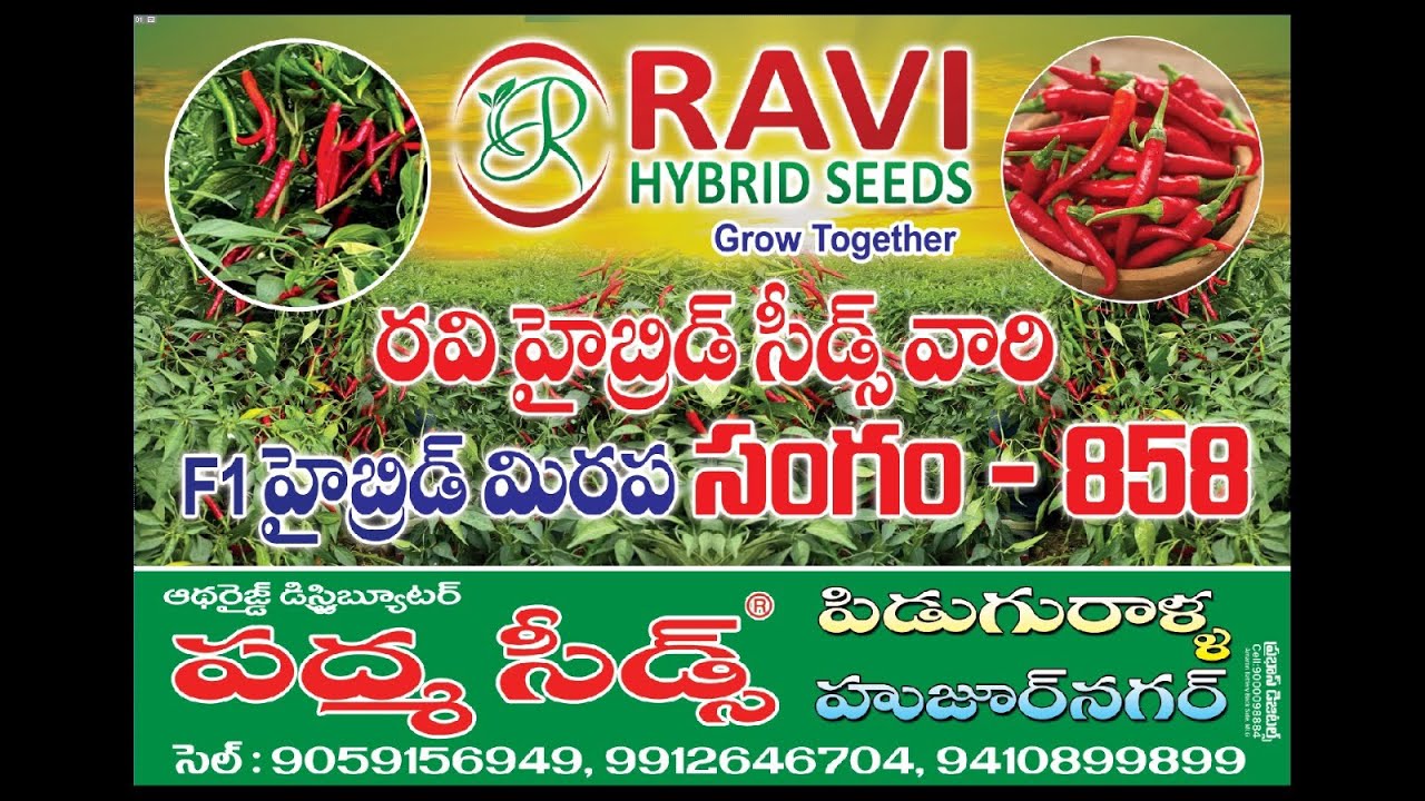 Ravi Hybrid Seeds *Sangam* variety..... - YouTube