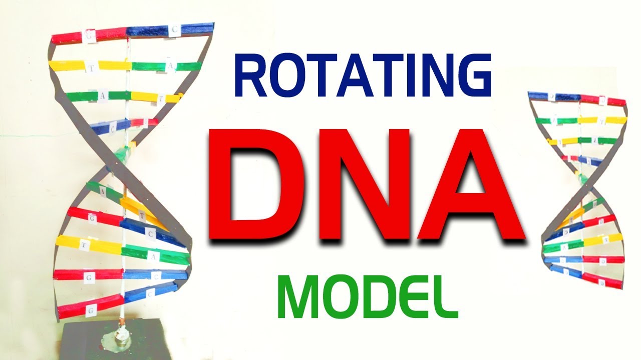 How to make ROTATING DNA MODEL || DNA model project || science model ...