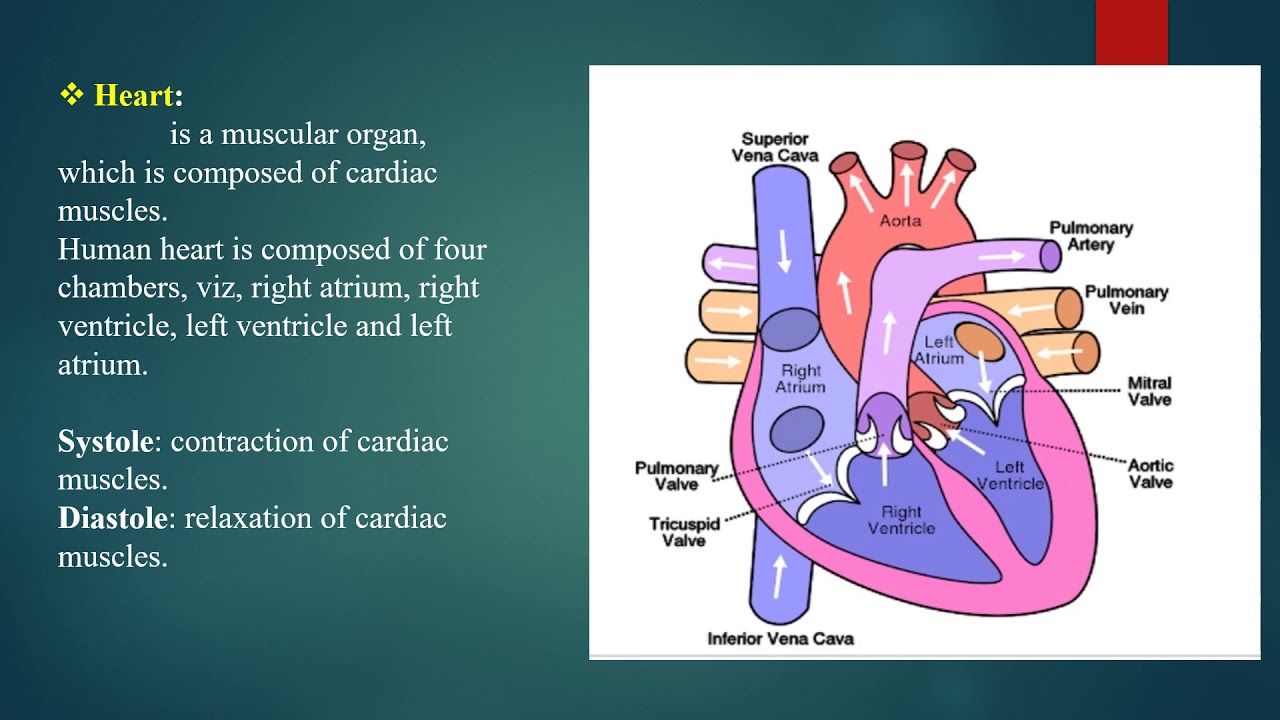 Circulatory system in human beings,(class-10), chapter-6, part 2 - YouTube