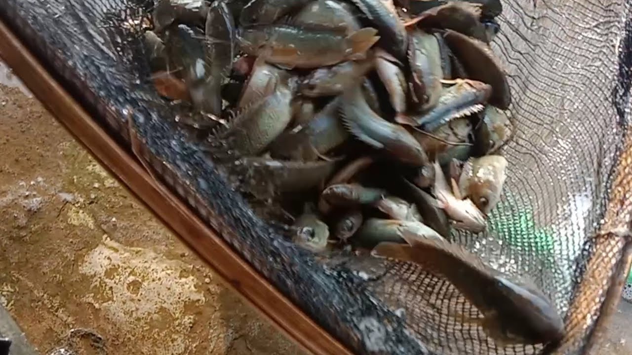 Dapat ikan di sawah yang kering - YouTube