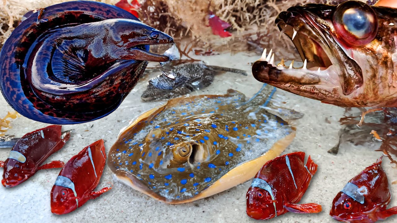 Temukan banyak ikan nemo jumbo, ikan buntal, ikan hias, ikan pari, ikan ...