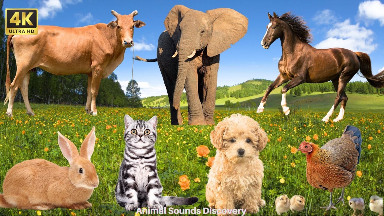 Cute Animal Moment: Elephant, Dog, Cat, Sheep, Rabbit, Goat - Cute ...