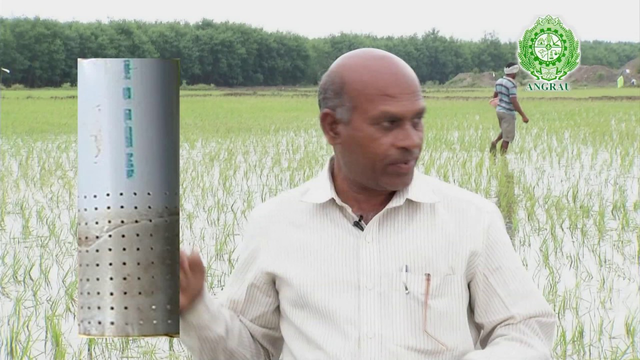 Aru Tadi Vari Sagu Success Story - YouTube