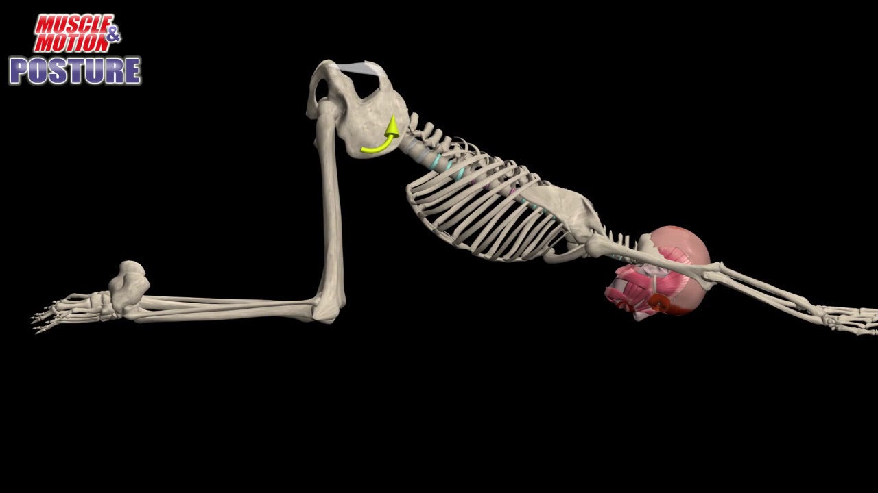 Posture App, Thoracic Extension, Kyphosis Exercises - YouTube