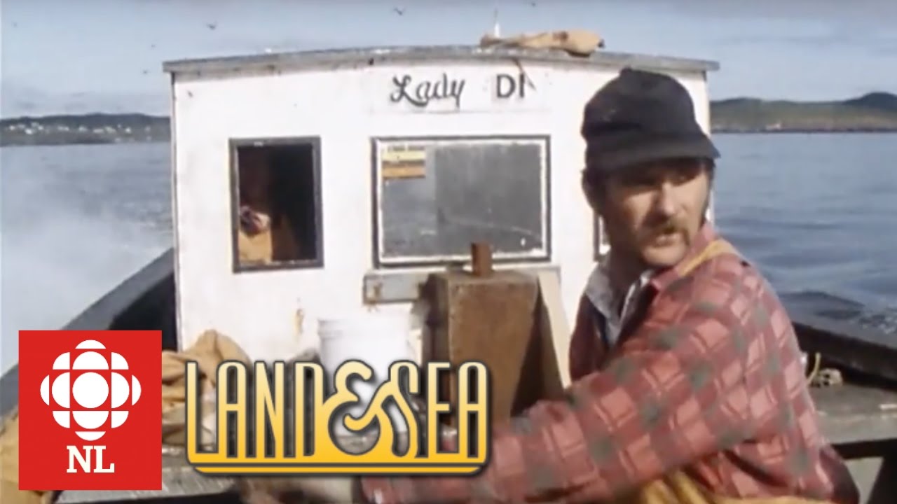Land & Sea: Cod trapping in Lord's Cove - YouTube