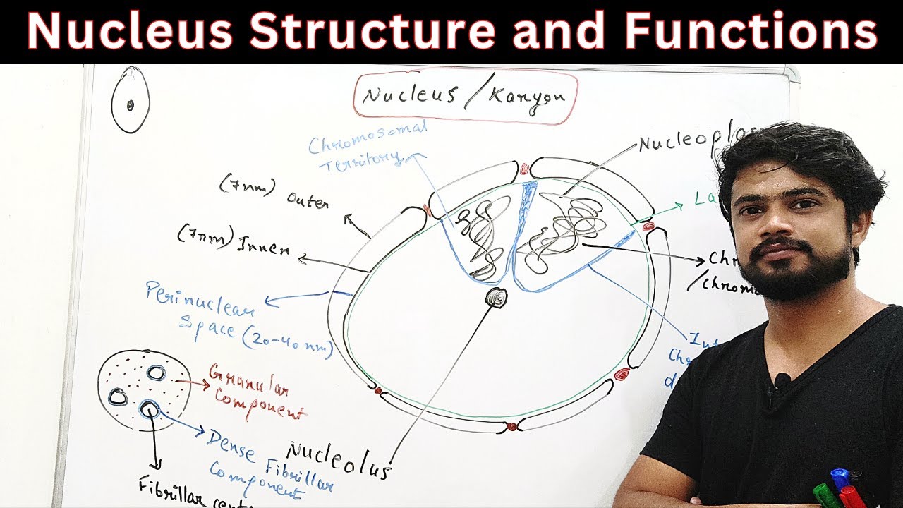 Nucleus Nucleolus Nuclear Membrane Structure And Function BSC nucleus-nucleolus-nuclear-membrane-structure-and-function-bsc
