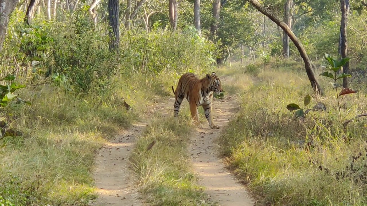 Tiger Sighting in Bandipur National Park / Tiger Reserve, Karnataka ...