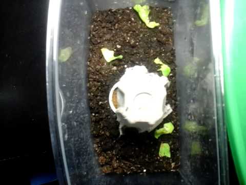 DIY Simple & Cheap Cricket Farm - YouTube