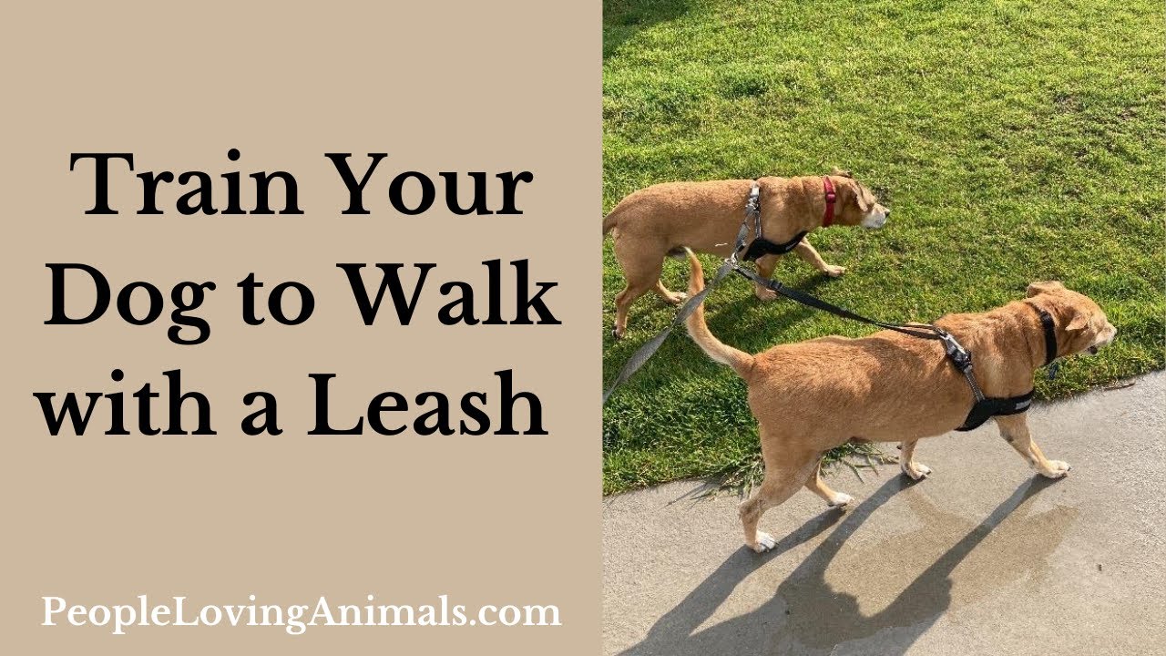 Train Your Dog to Walk with a Leash - Free Training for Excitement ...