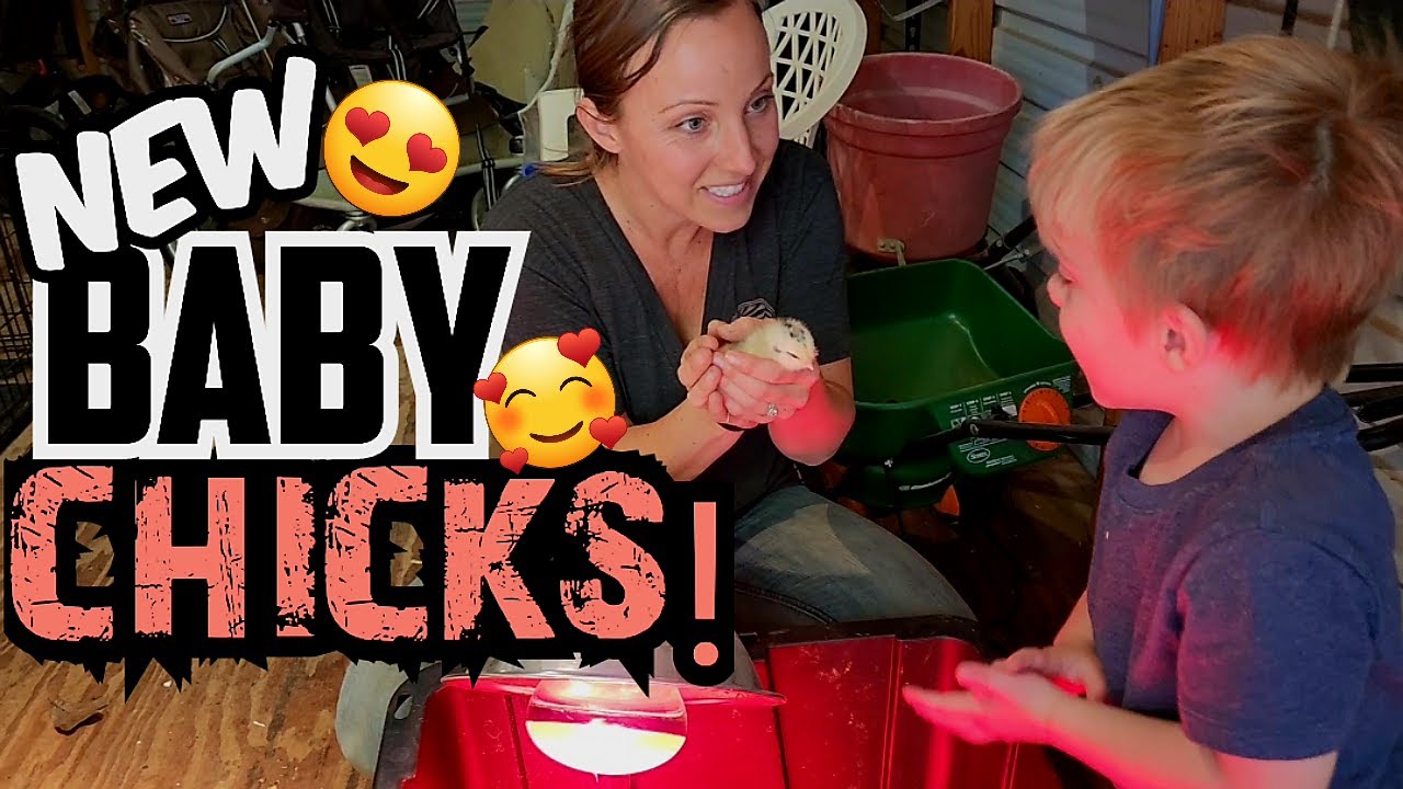 New Chicks For Our Mini Homestead! | Vlog! - YouTube