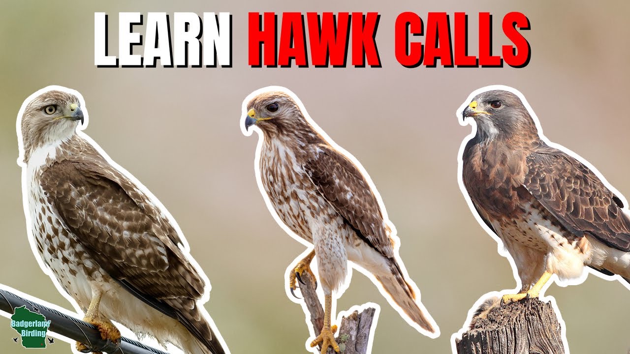 Learn 10 Common Hawk Calls! - YouTube