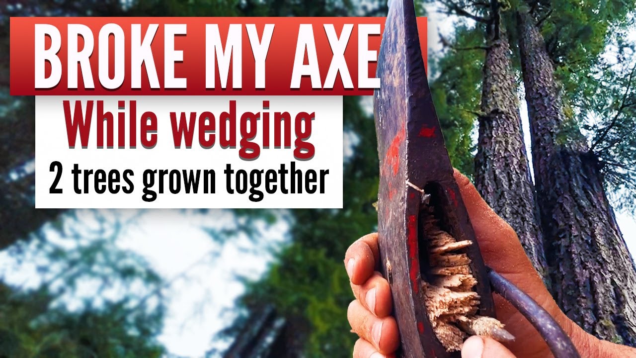 Broke my axe wedging 2 trees grown together | Bucking tips on steep ground - YouTube