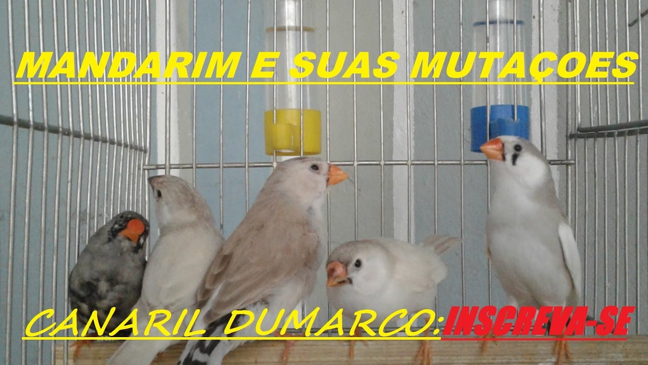 Pássaro Mandarim e suas mutaçoes - YouTube