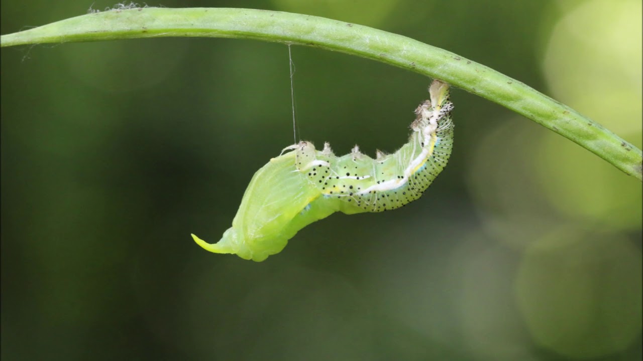 Cloudless Sulphur Caterpillar Pupating - YouTube