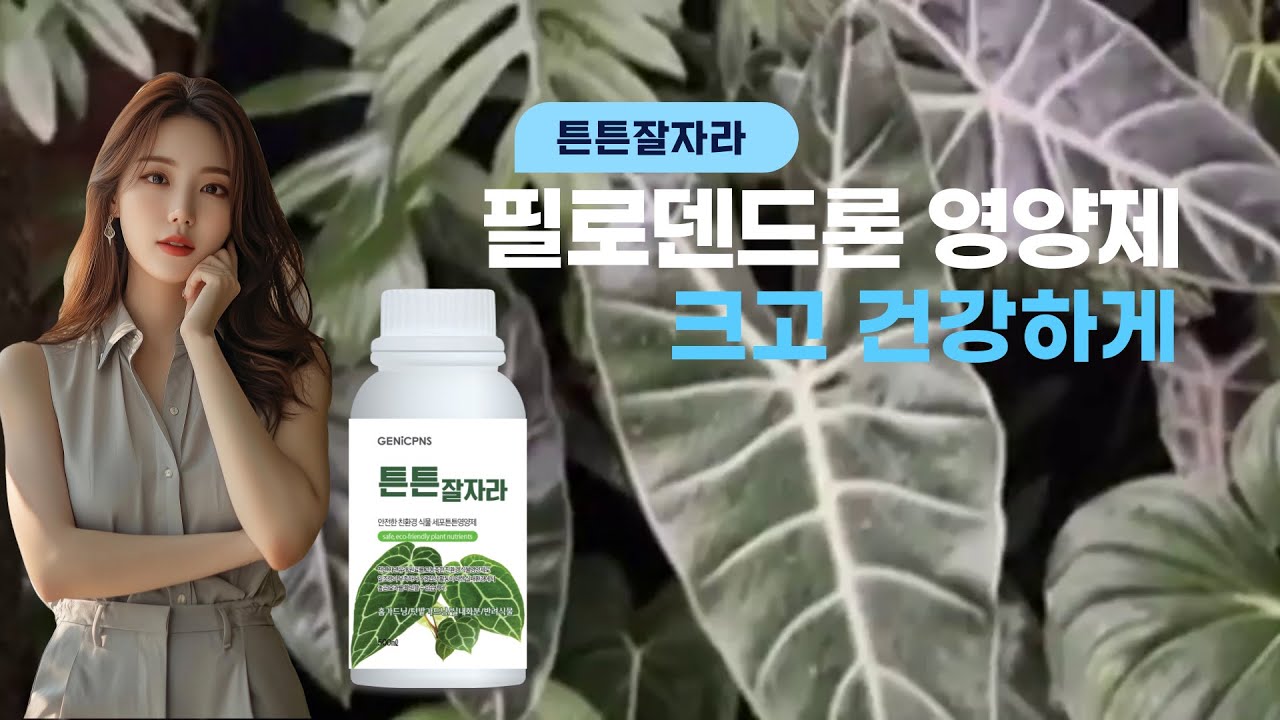 희귀관엽식물 필로덴드론 영양제 튼튼잘자라 줄기는 단단하게 잎은 더 진하고 선명하게 희귀관엽식물 필로덴드론영양제 필로덴드론 튼튼잘자라 Youtube