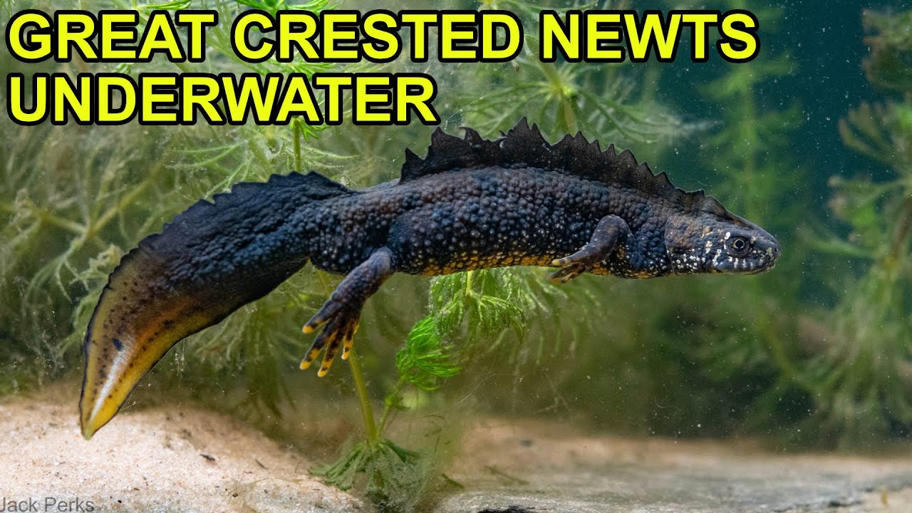 Great Crested Newt Underwater - YouTube