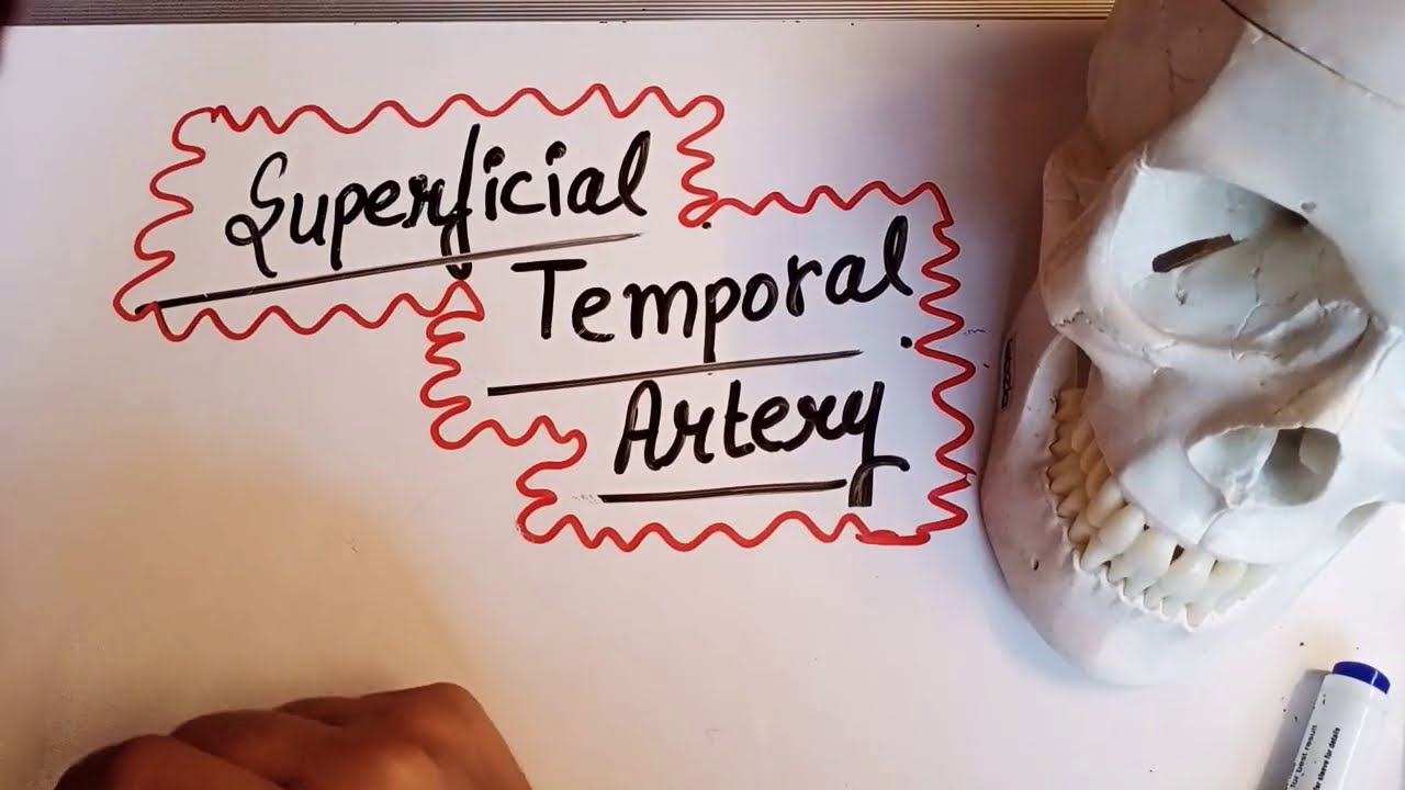 Superficial temporal artery ( explained) - YouTube