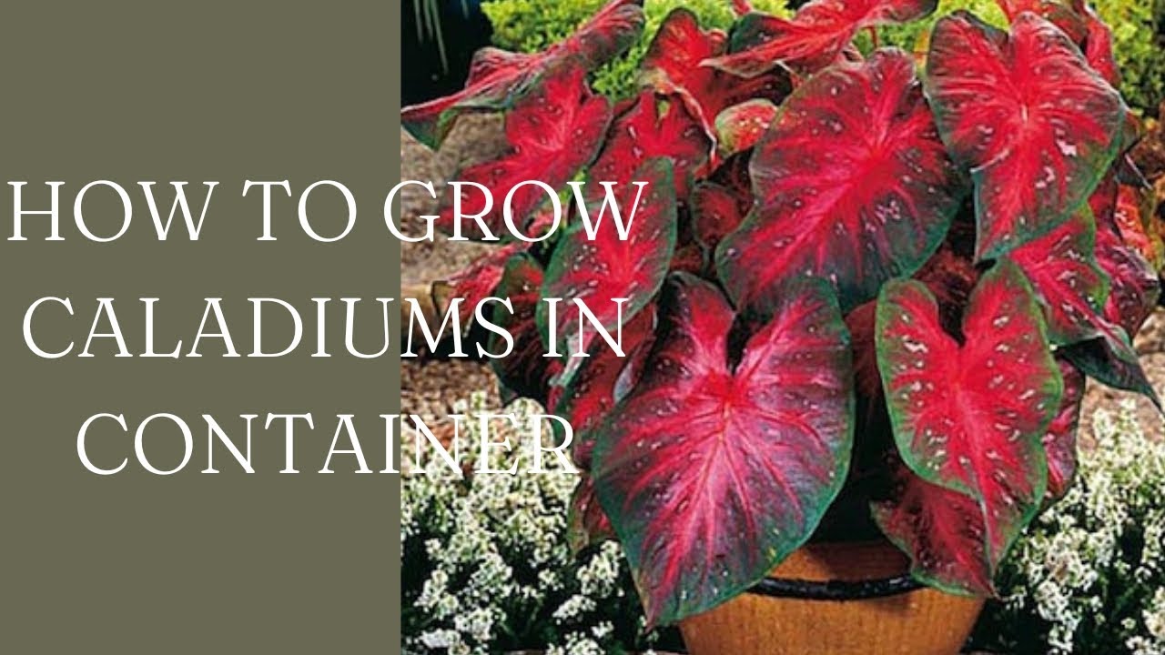 How to grow CALADIUMS (Red flash) in container - YouTube