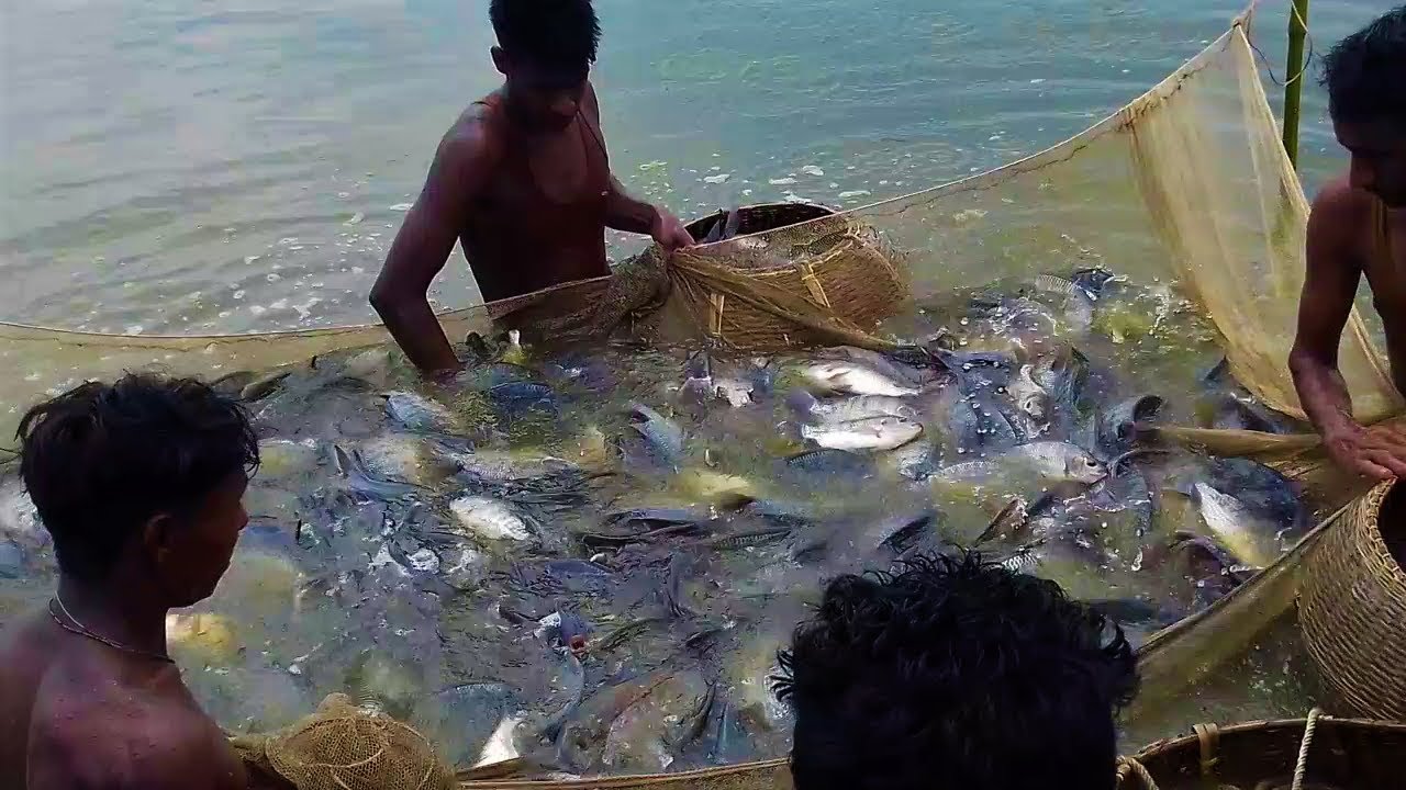 Best Net Fishing On Farm! # Natural_Traditional_Culture - YouTube