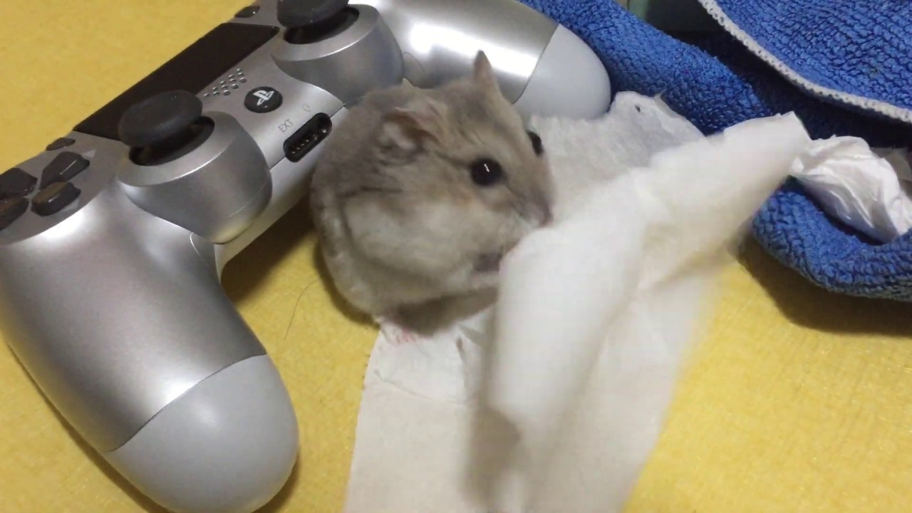 Hamster Eat Tissue Paper YouTube hamster-eat-tissue-paper-youtube