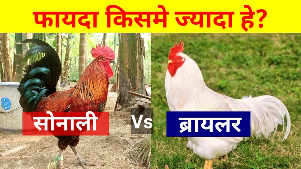 Sonali Vs Broiler फायदा किसमे ज्यादा हे(Broile,Sonali Poultary farming ...