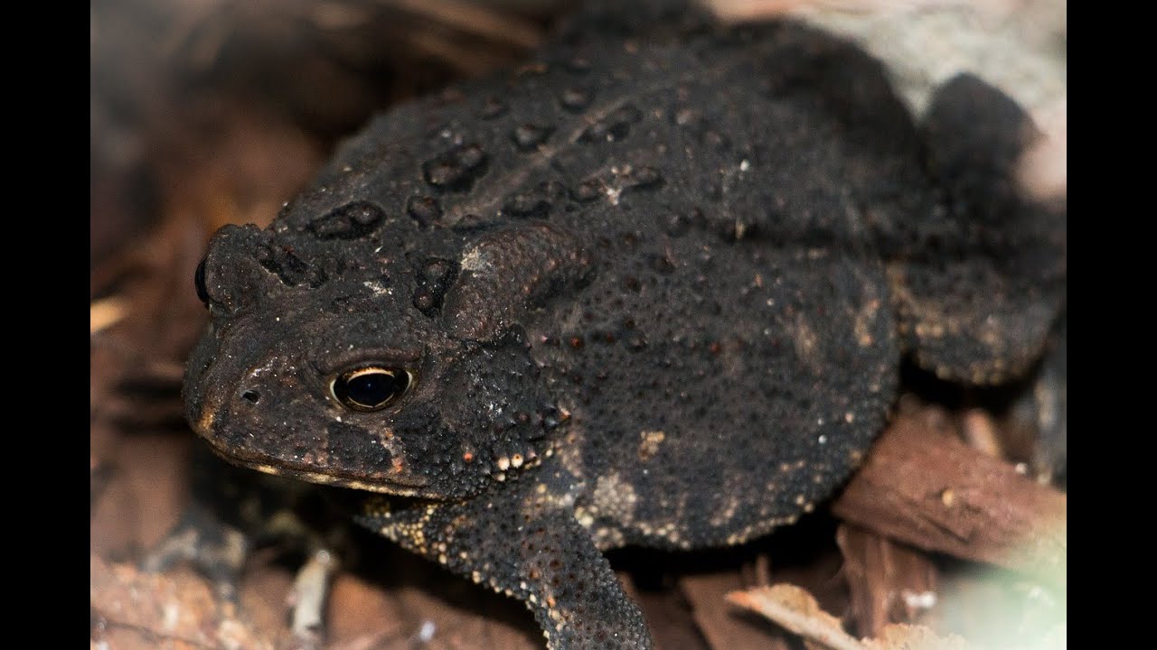 🆓[FREE]🔊🐸Sapo americano cantando y croando |Efecto de sonido| - YouTube