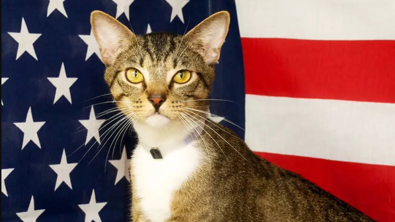 Cats in the USA | The History Of The Cat | Cats | Guide - Cute Cat # ...