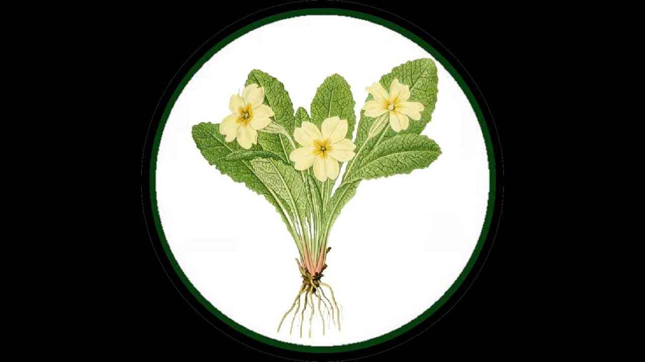 Trobentica (Primula vulgaris L.) - YouTube