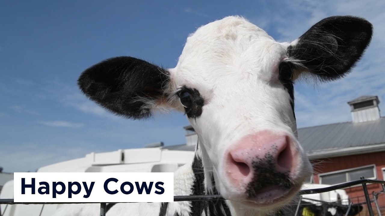 Happy Cows | UConn - YouTube