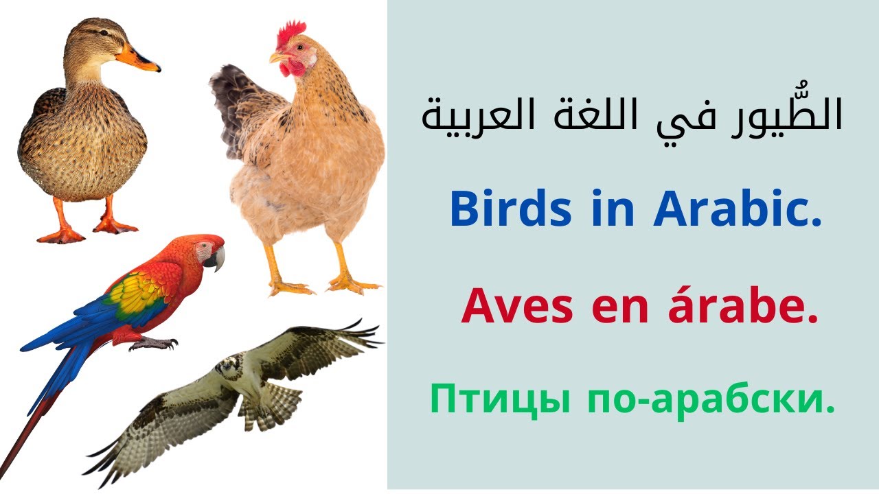 Birds In Arabic - YouTube